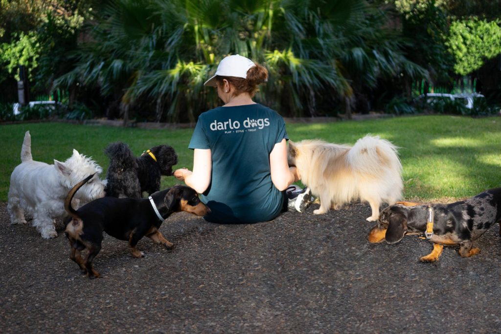 15 Best Dog Boarding in Sydney - Recommend Australia